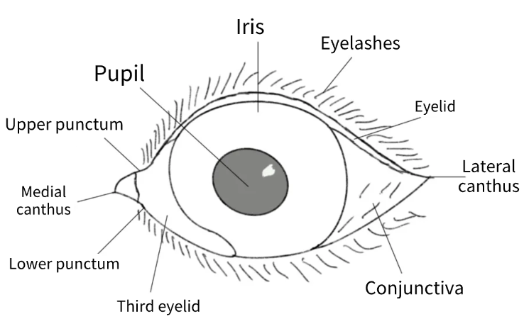 Detailed Illustrated Guide to Animal Eye Anatomy - 上海仁山医疗器械有限公司