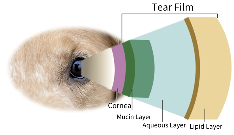 Schirmer Tear Test (STT) and Result Interpretation in Veterinary ...