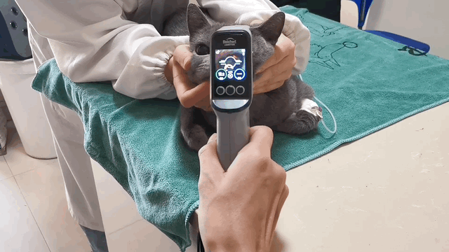 Principles and Clinical Significance of Tonometry in Veterinary ...