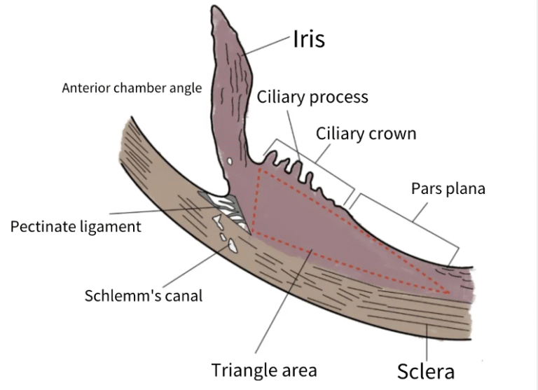 Detailed Illustrated Guide to Animal Eye Anatomy - 上海仁山医疗器械有限公司