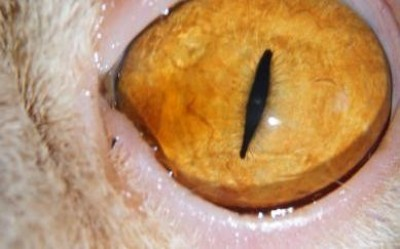 Clinical Case of Feline Corneal Sequestrum in a 4-year-old Cat - 上海仁山医疗 ...
